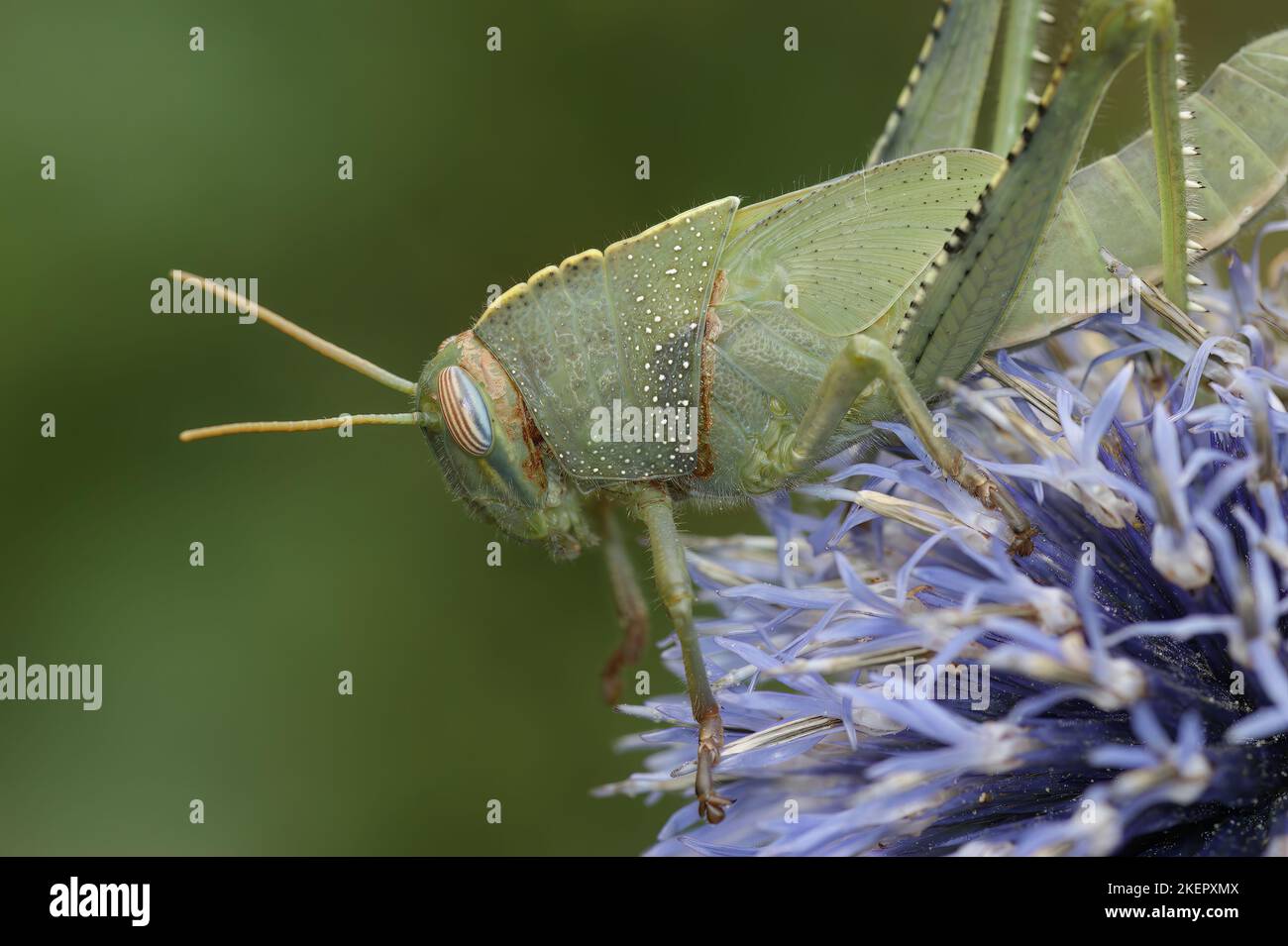 Closeup on a green nymph of the Egyptian migrating locust grasshopper ...