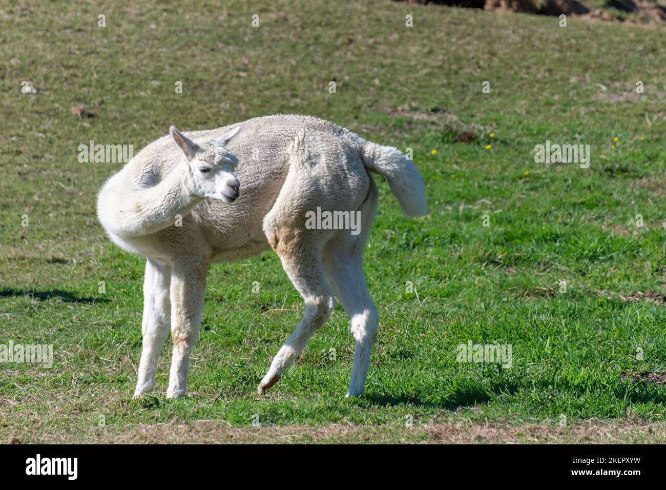 A white alpaca looking back, standing on the farmland. Rotorua, New ...