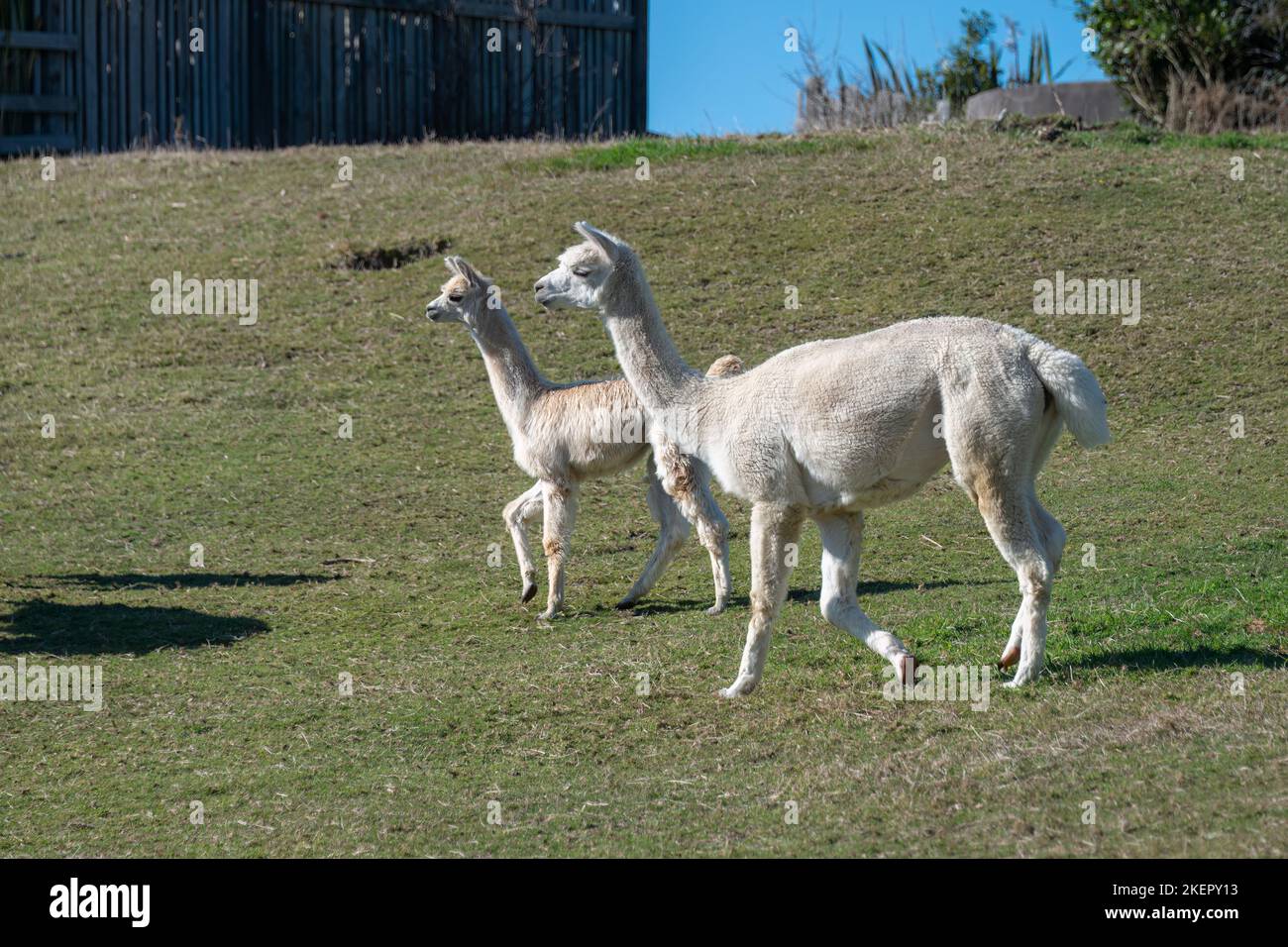 White alpaca standing hi-res stock photography and images - Alamy