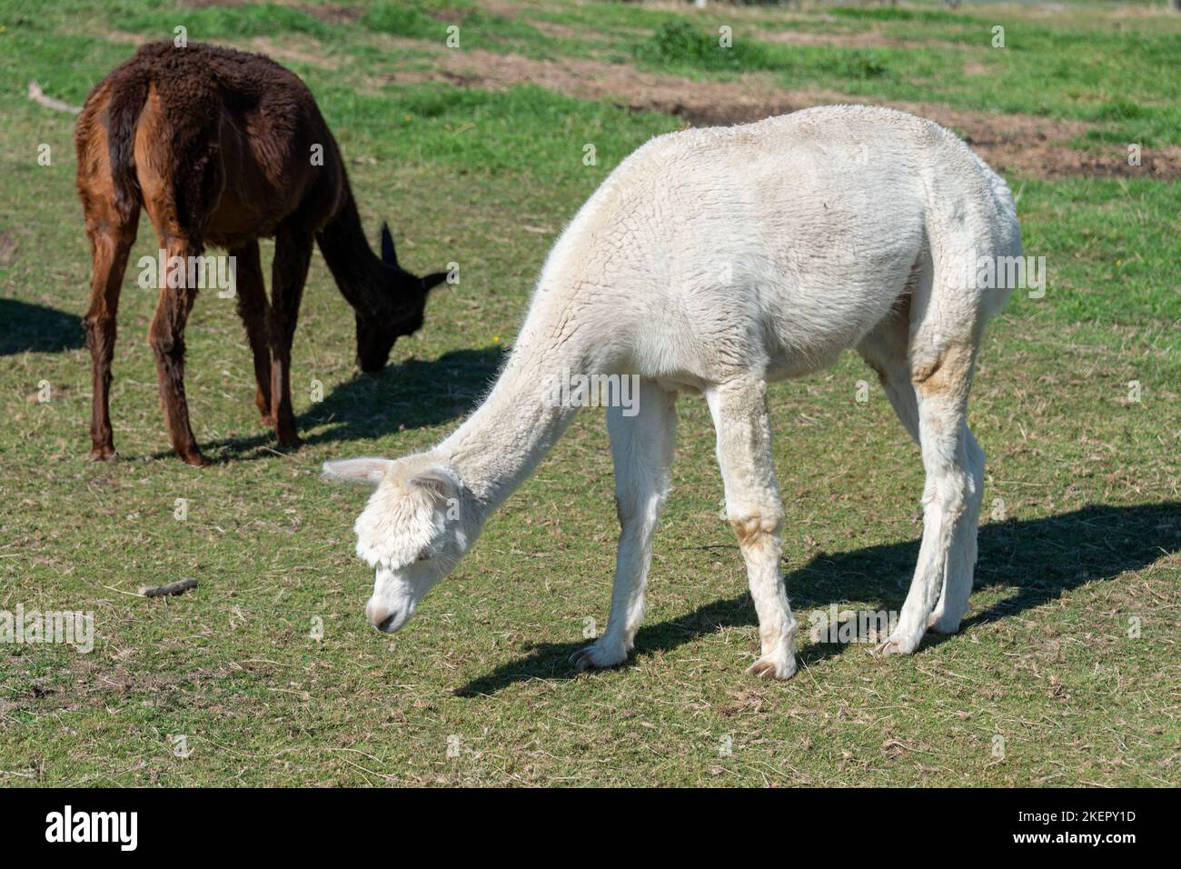 Alpaca profile farm animal hi-res stock photography and images - Alamy