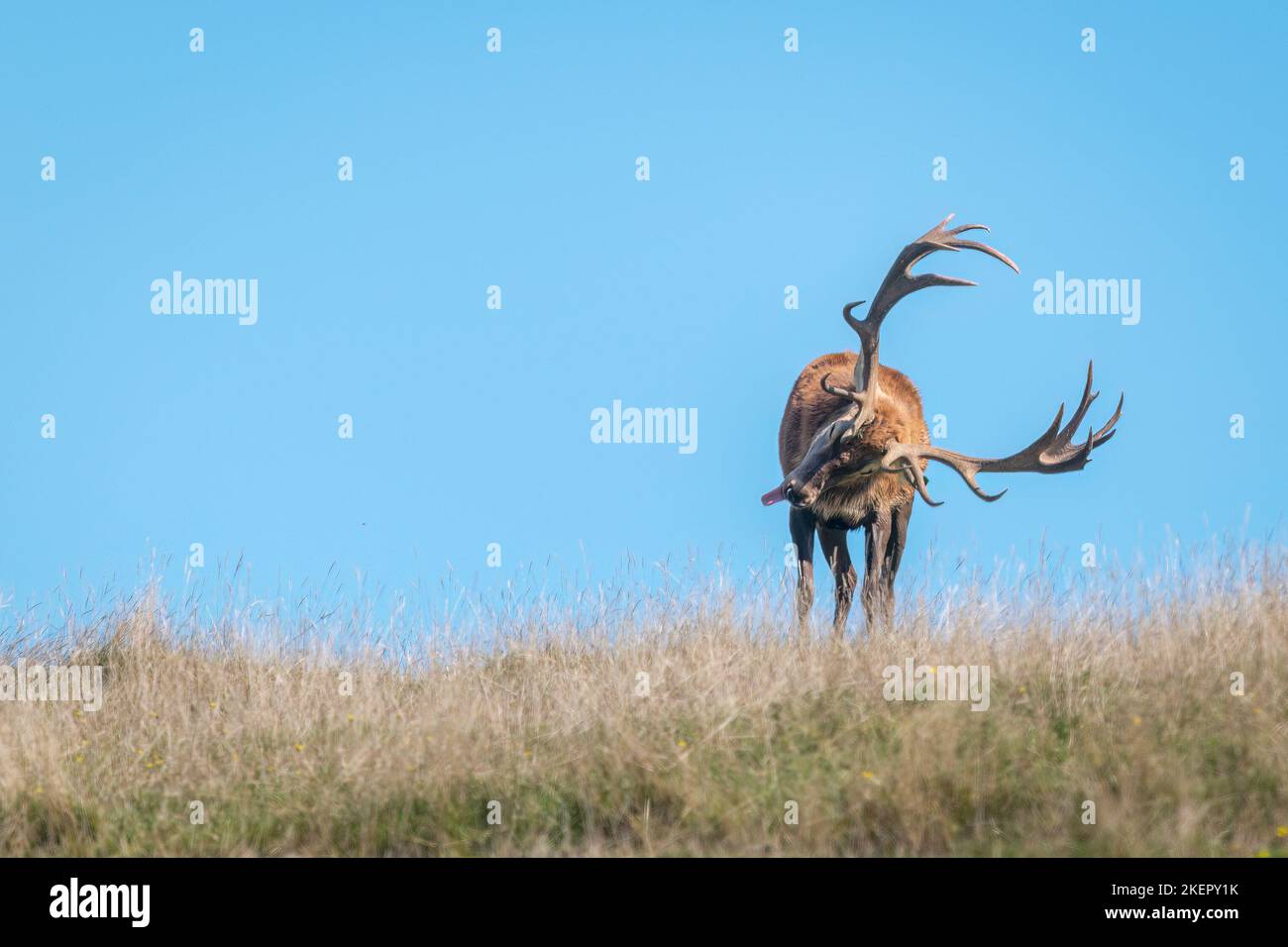 Male deer top hill against hi-res stock photography and images - Alamy
