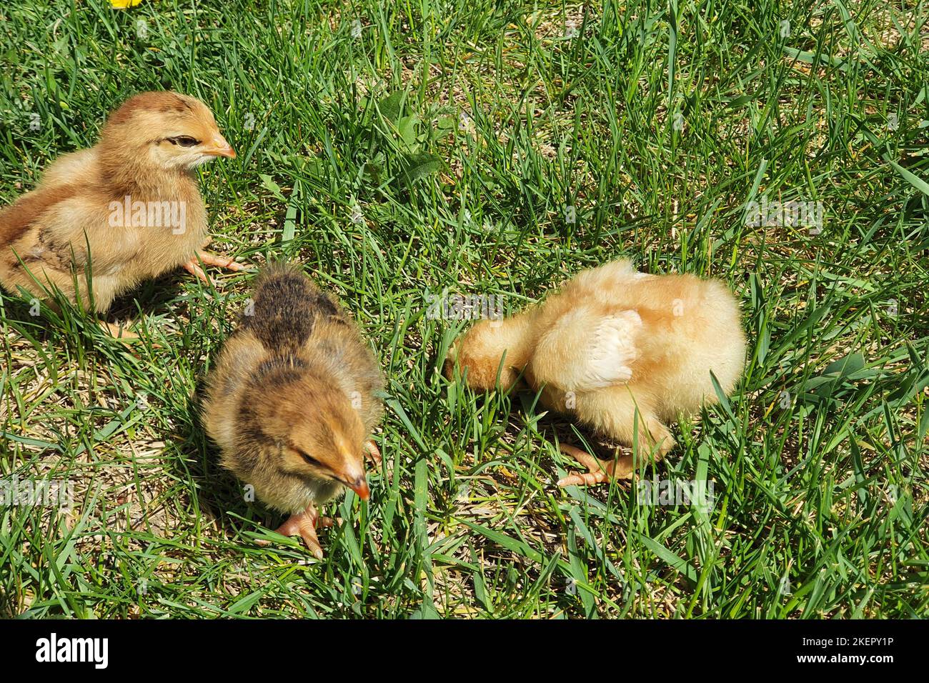 Three chicken chicks, two weeks old. Small brown and yellow chickens ...