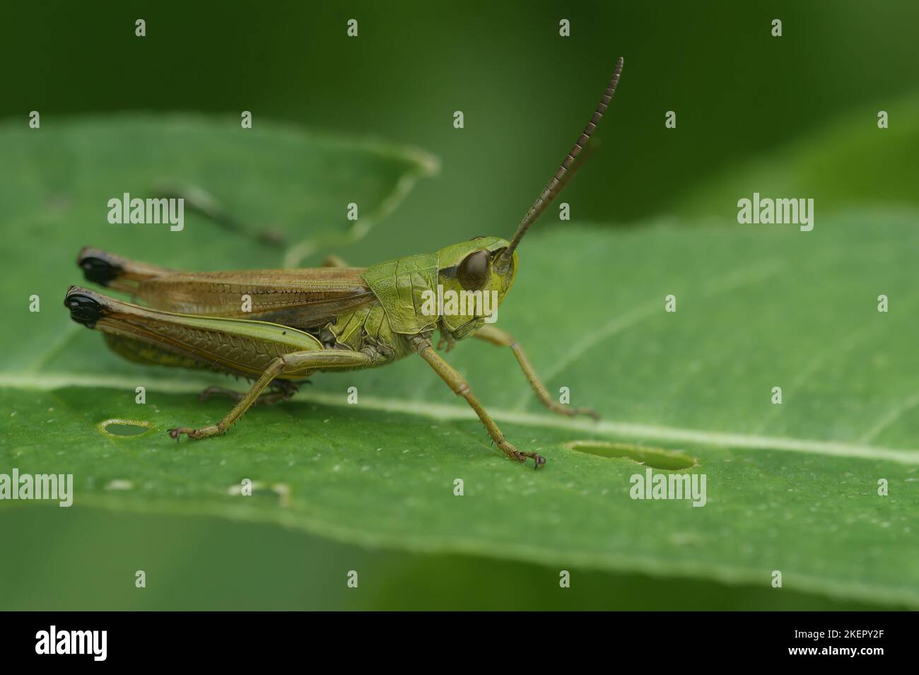 Natural closeup on the Common European grasshopper, Pseudochorthippus ...