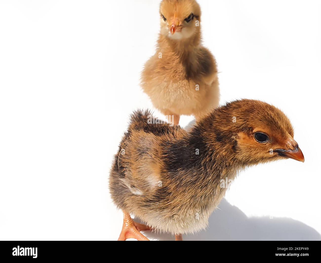 Two week old chick hi-res stock photography and images - Alamy