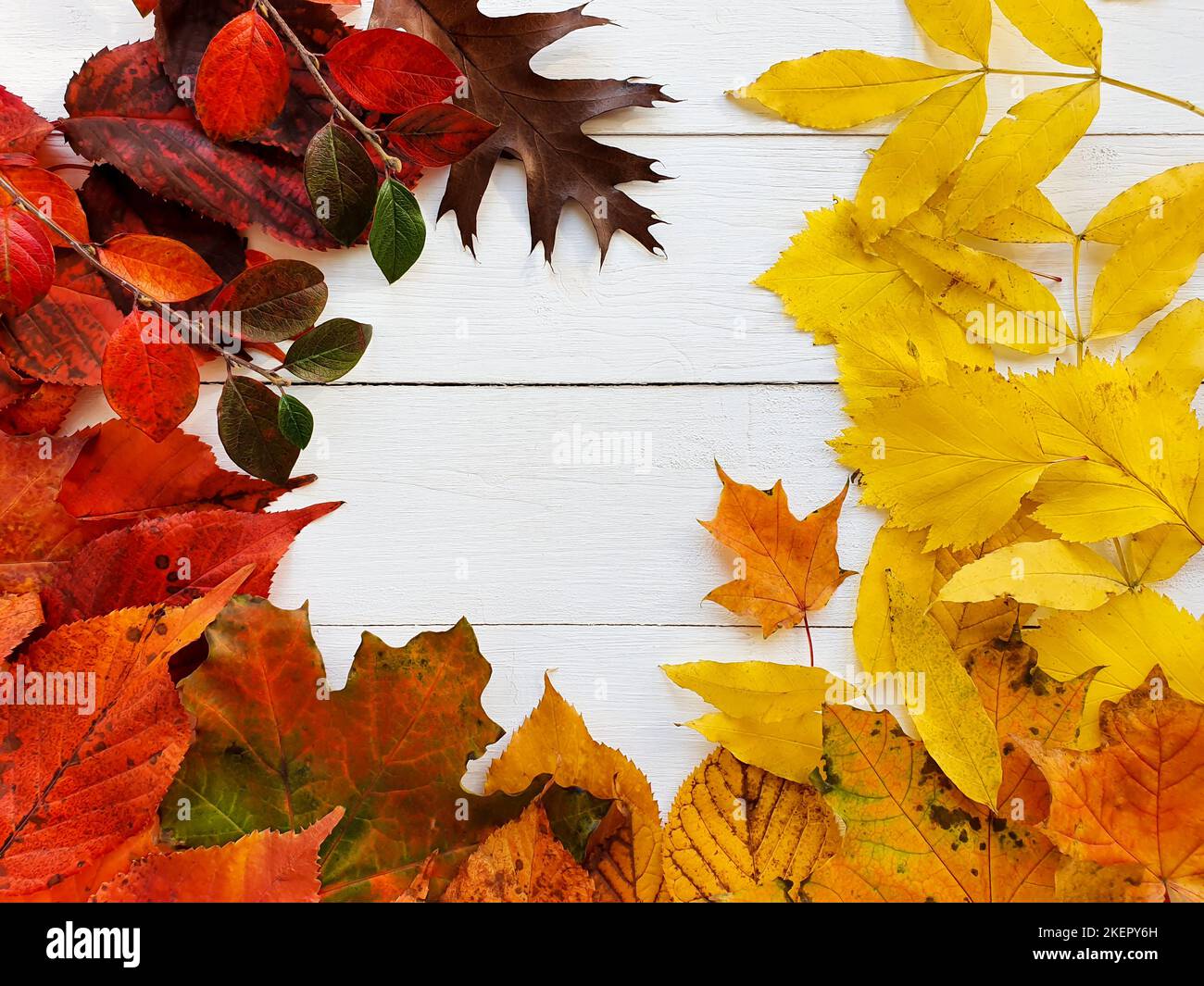 Bright autumn or fall leaves on white wooden table. Top view, mockup ...