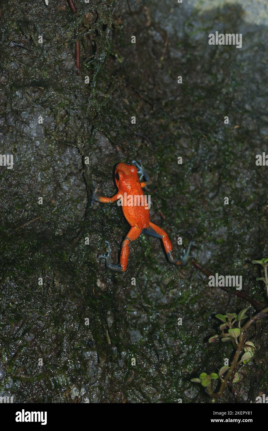 Climbing Frame Clipart Frog