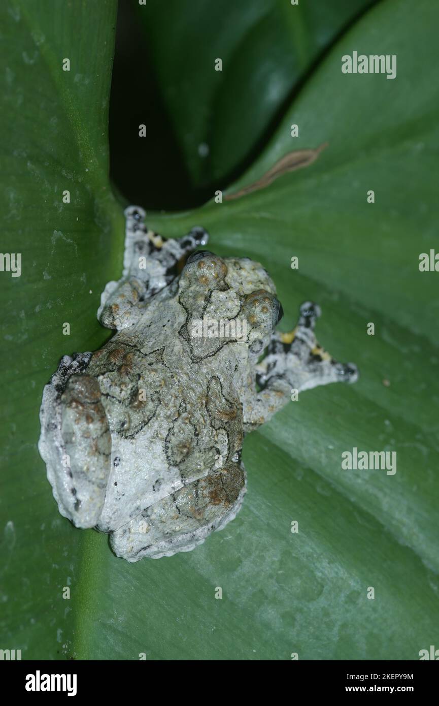 Marbled tree frog hyla marmorata hi-res stock photography and images ...