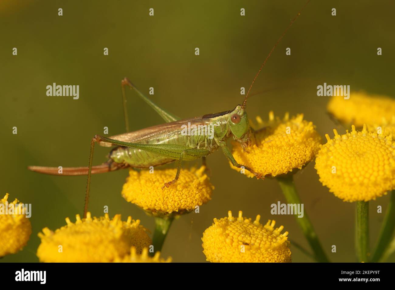 Natural closeup on the long-winged conehead bush-cricket , Conocephalus ...