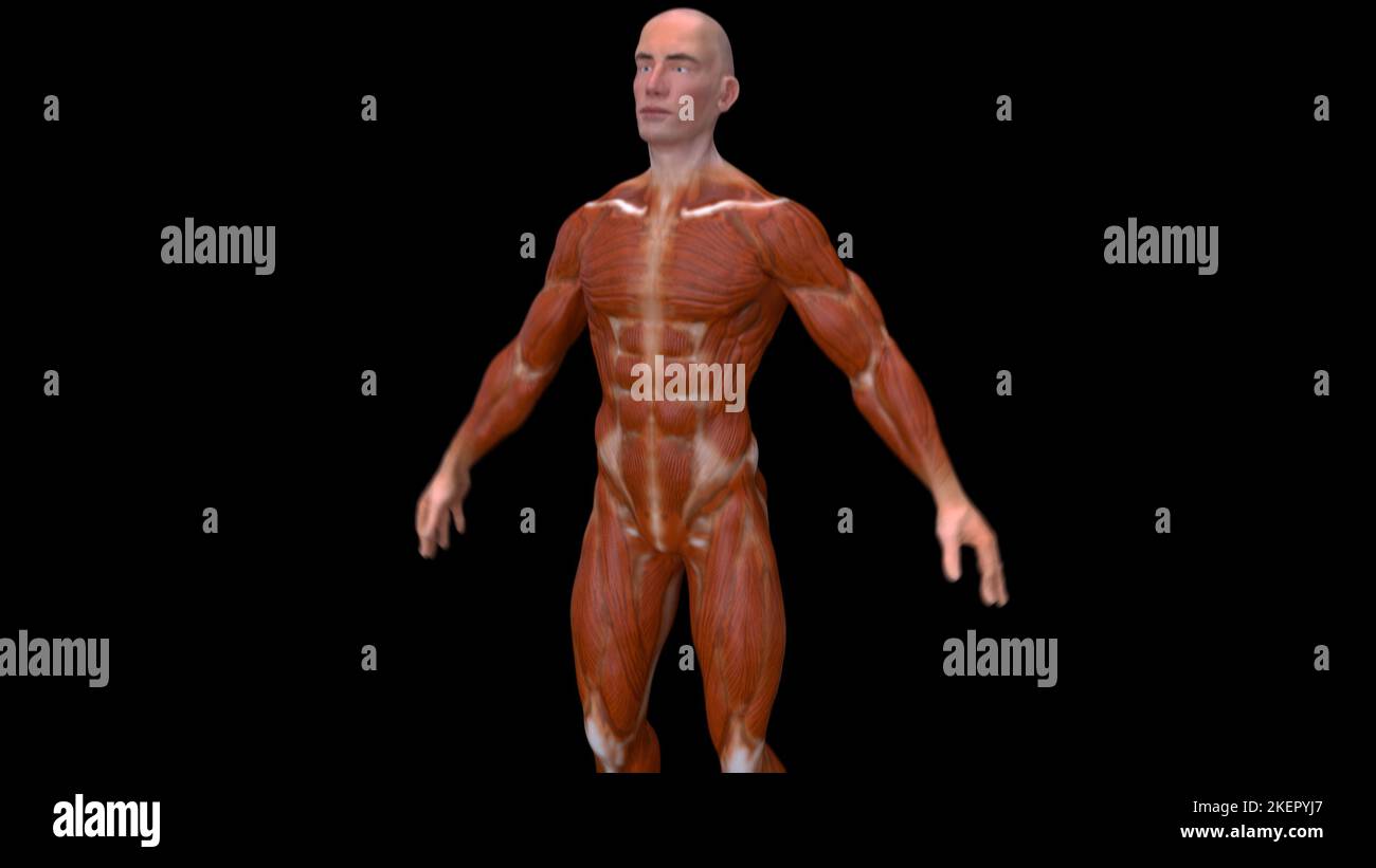 Abstract 3D anatomy of a man Stock Photo - Alamy