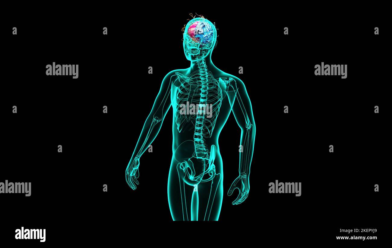 3D abstract art of a brain motion design Stock Photo - Alamy