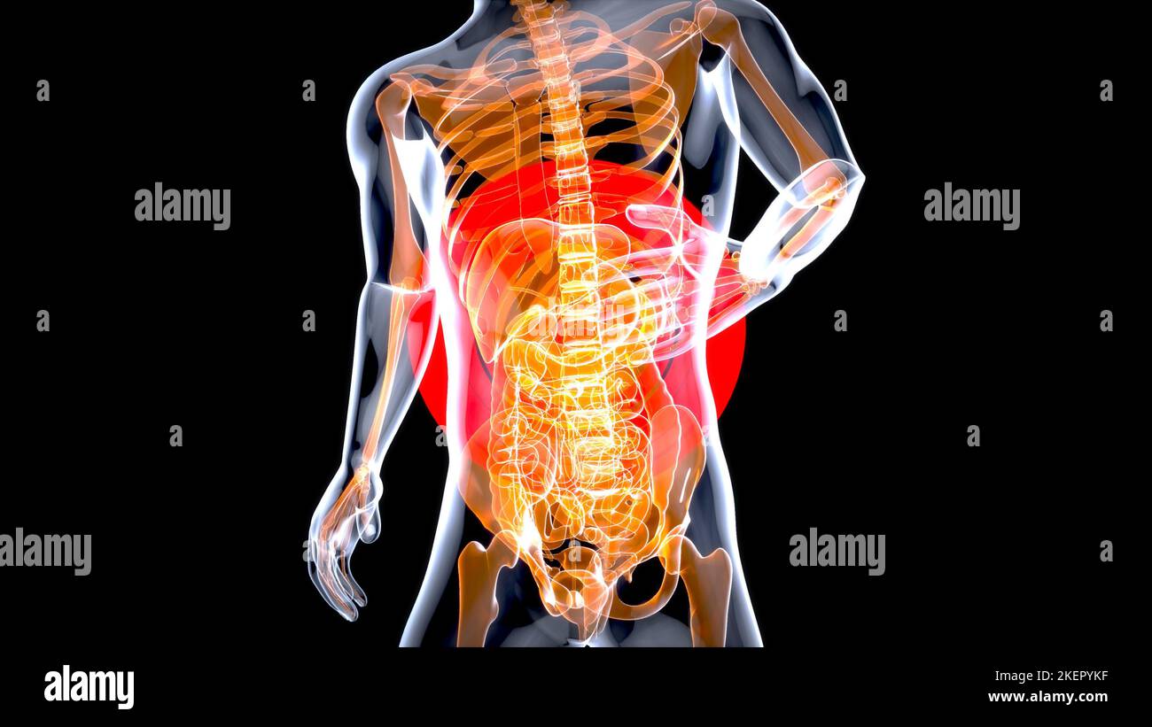 Abstract anatomy design of the stomach Stock Photo - Alamy