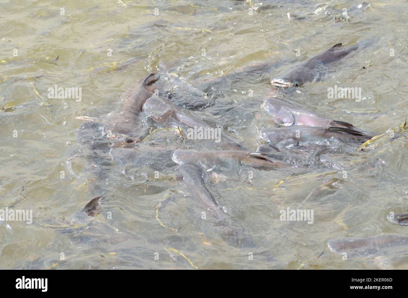 Many Fish in Chao Phraya River Bangkok Thailand Stock Photo - Alamy