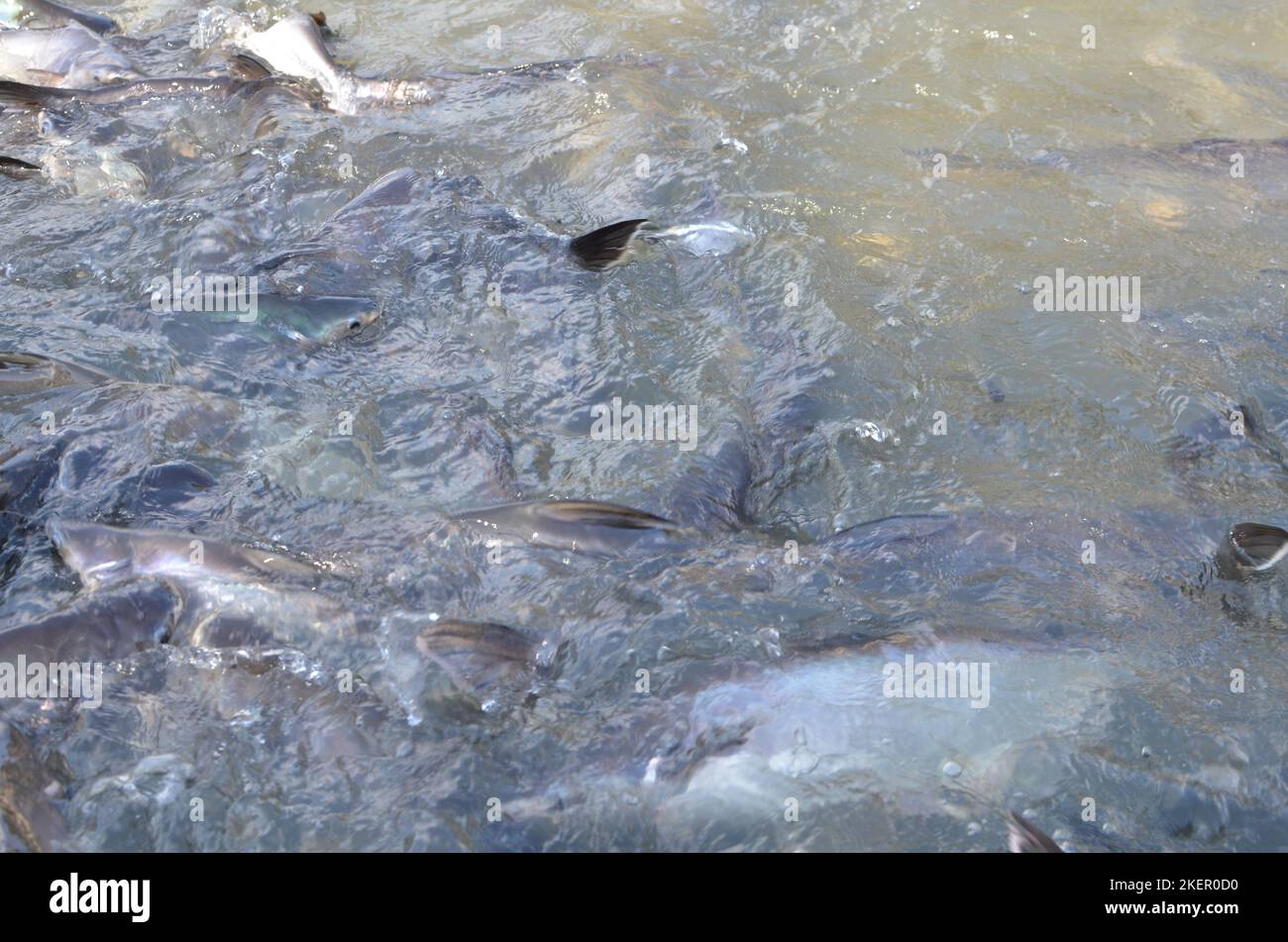 Many Fish in Chao Phraya River Bangkok Thailand Stock Photo - Alamy