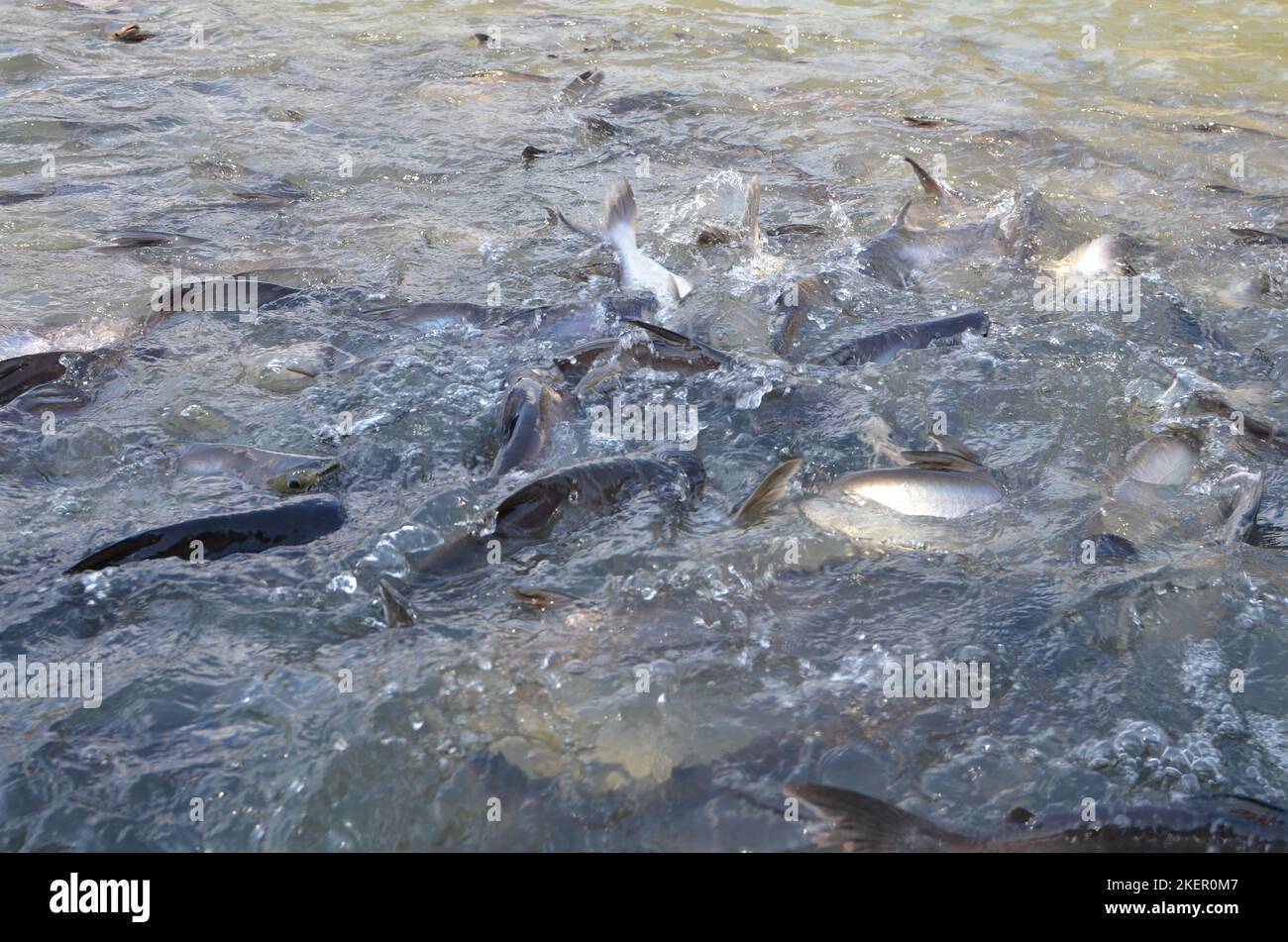 Many Fish in Chao Phraya River Bangkok Thailand Stock Photo - Alamy