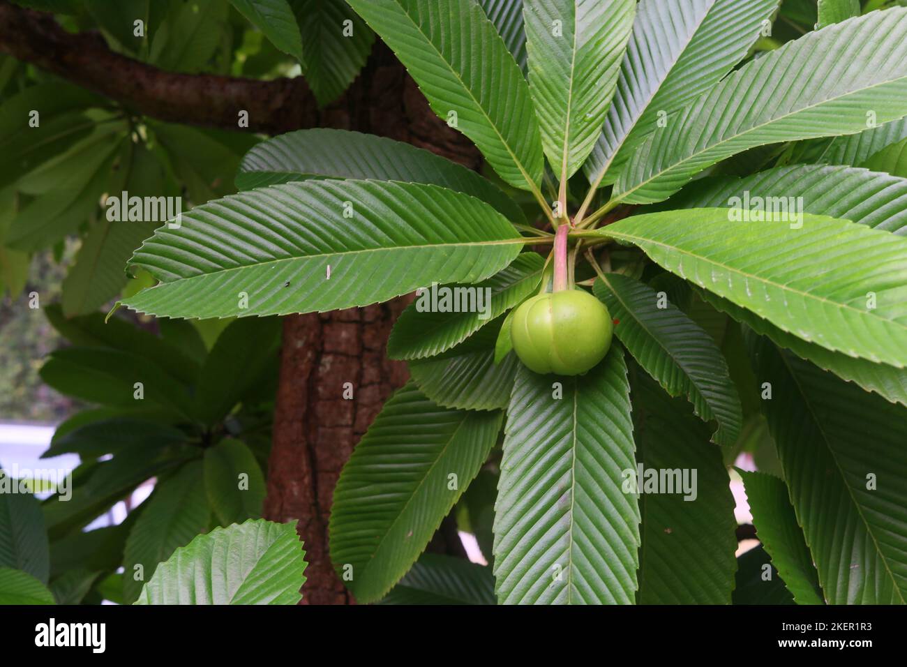 Elephant apple (Dillenia indica) in green leaf background Stock Photo ...