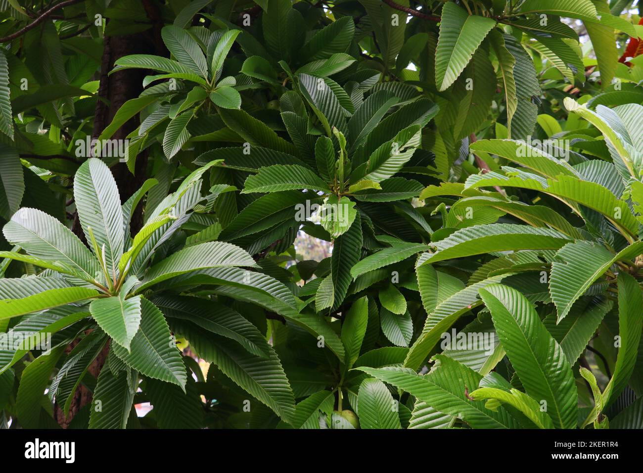 Green leaf of elephant apple (Dillenia indica) background Stock Photo ...