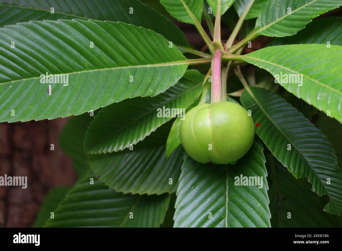 Elephant apple (Dillenia indica) in green leaf background Stock Photo ...