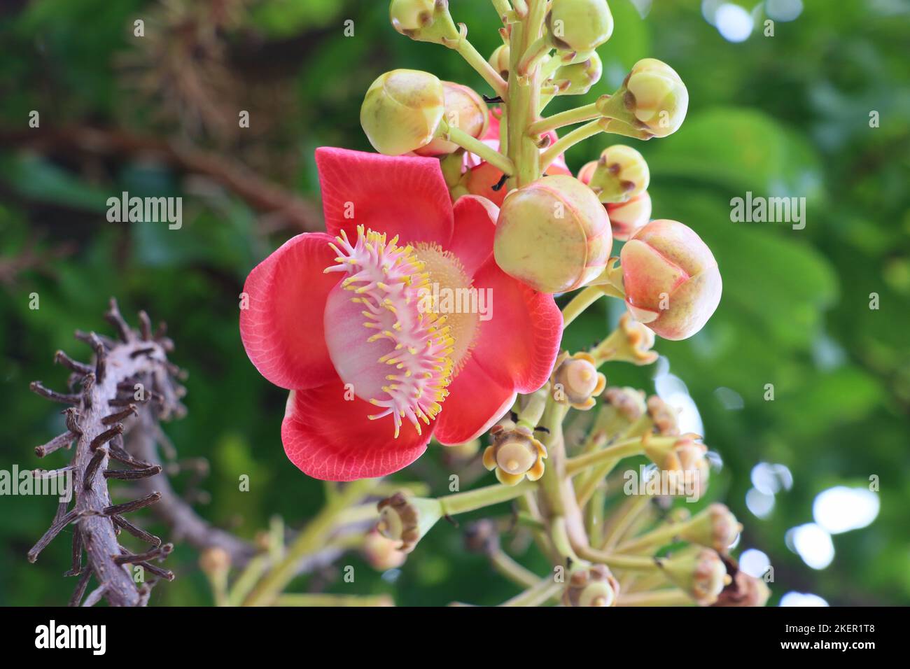 Pinky blossomed flower of cannonball Stock Photo - Alamy