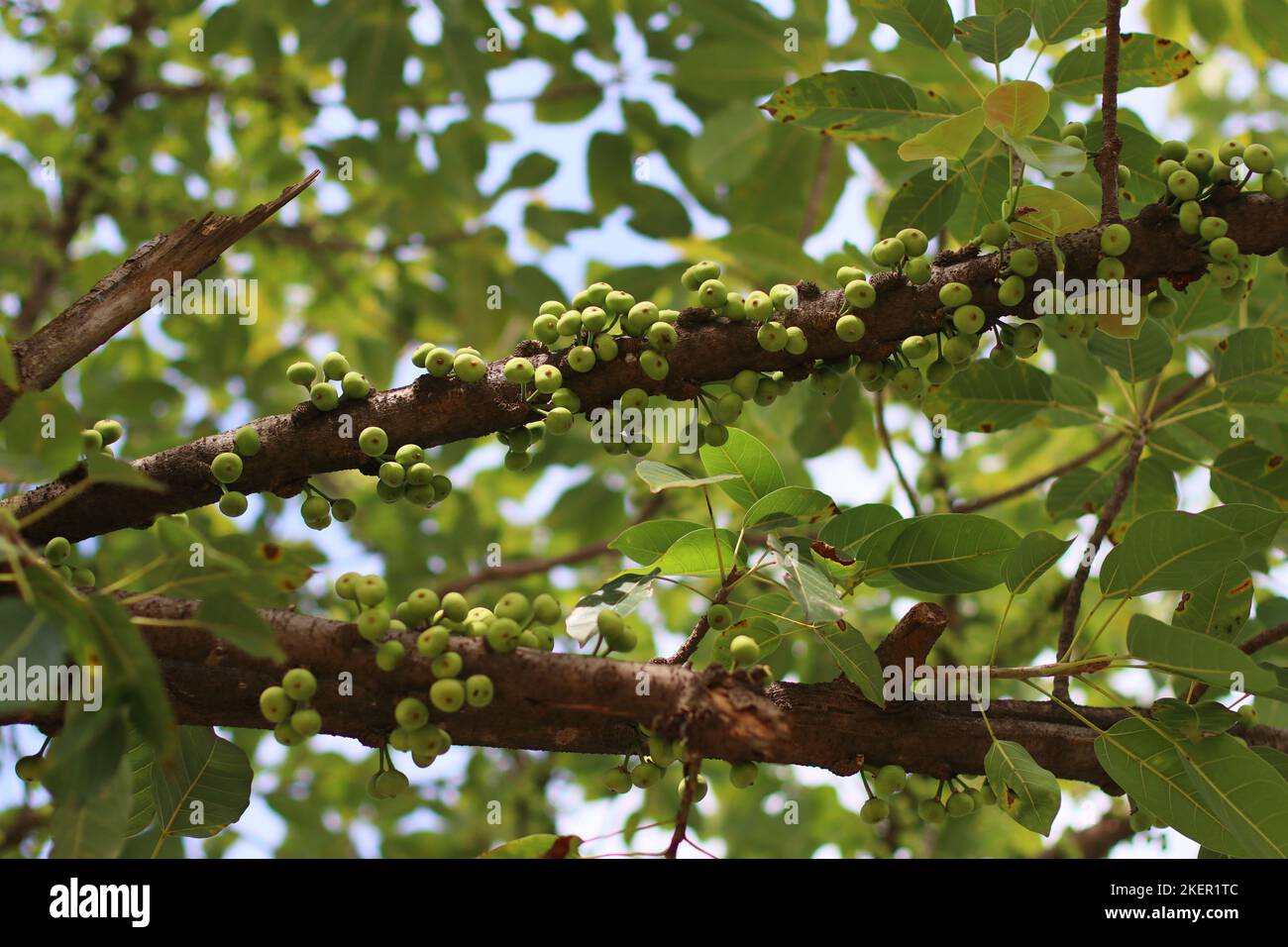 Ficus racemosa, popularly known as cluster fig tree or gular Stock ...