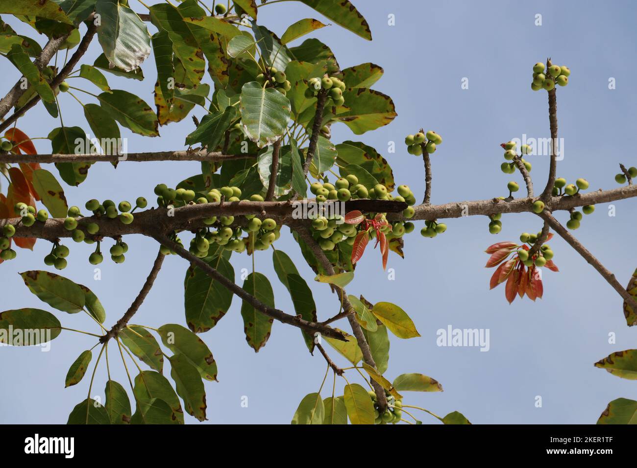 Ficus racemosa, popularly known as cluster fig tree or gular Stock ...