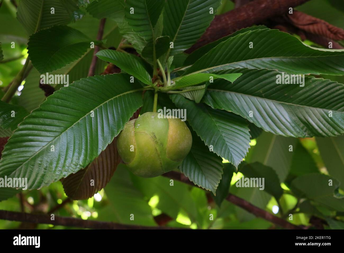 Dillenia indica (elephant apple) in green leaf background Stock Photo ...