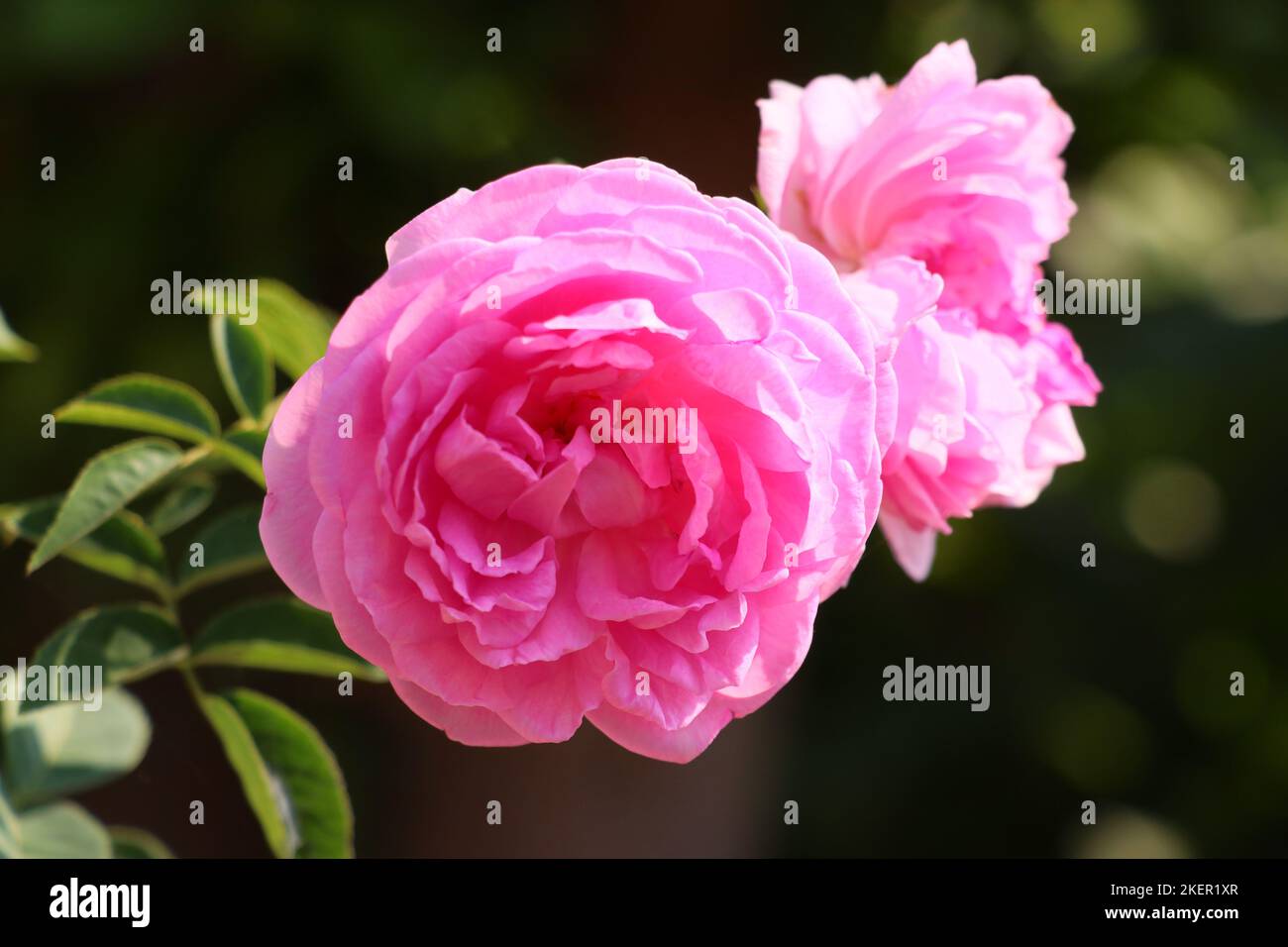 Pink Damask rose (Rosa x damascena) bloom Stock Photo - Alamy