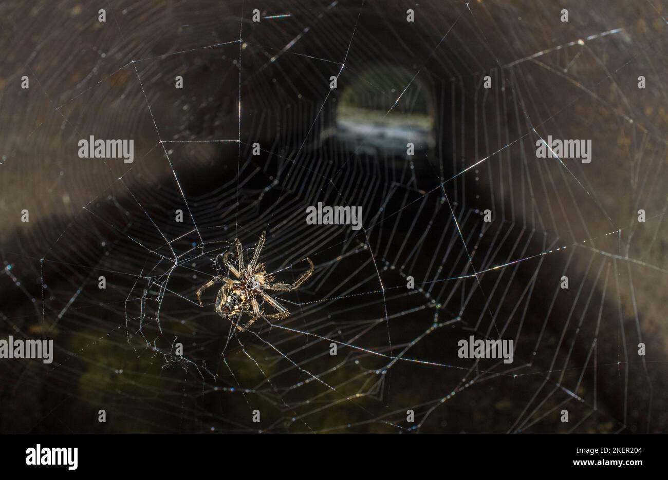Huntsman spider or Eusparassus dufouri. Spider web placed in the mouth ...