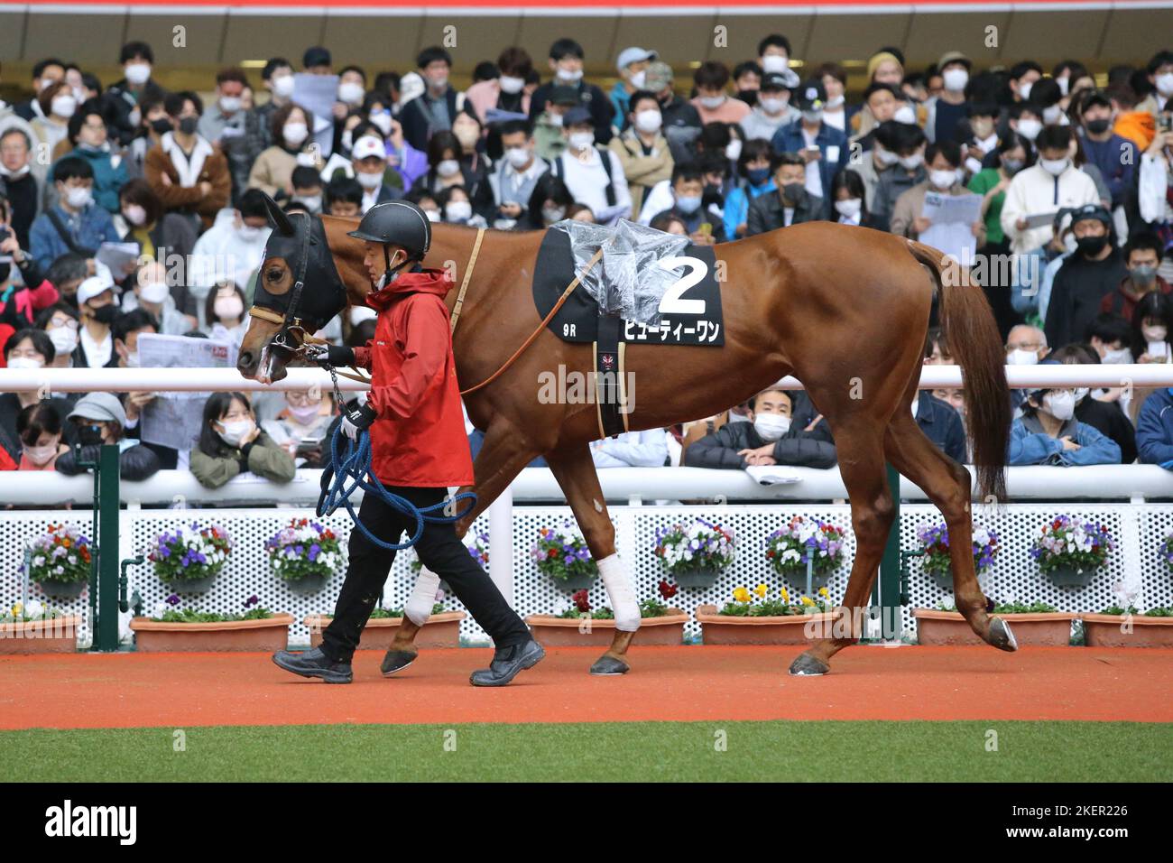Hyogo, Japan. 13th Nov, 2022. Beauty One is led through the paddock ...