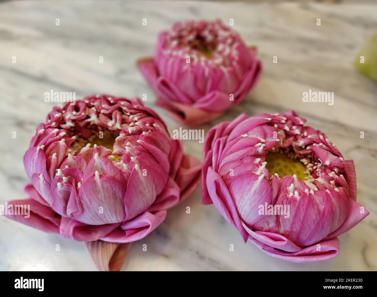 Lotus petal folding, Thai style folding fresh flowers art that ...