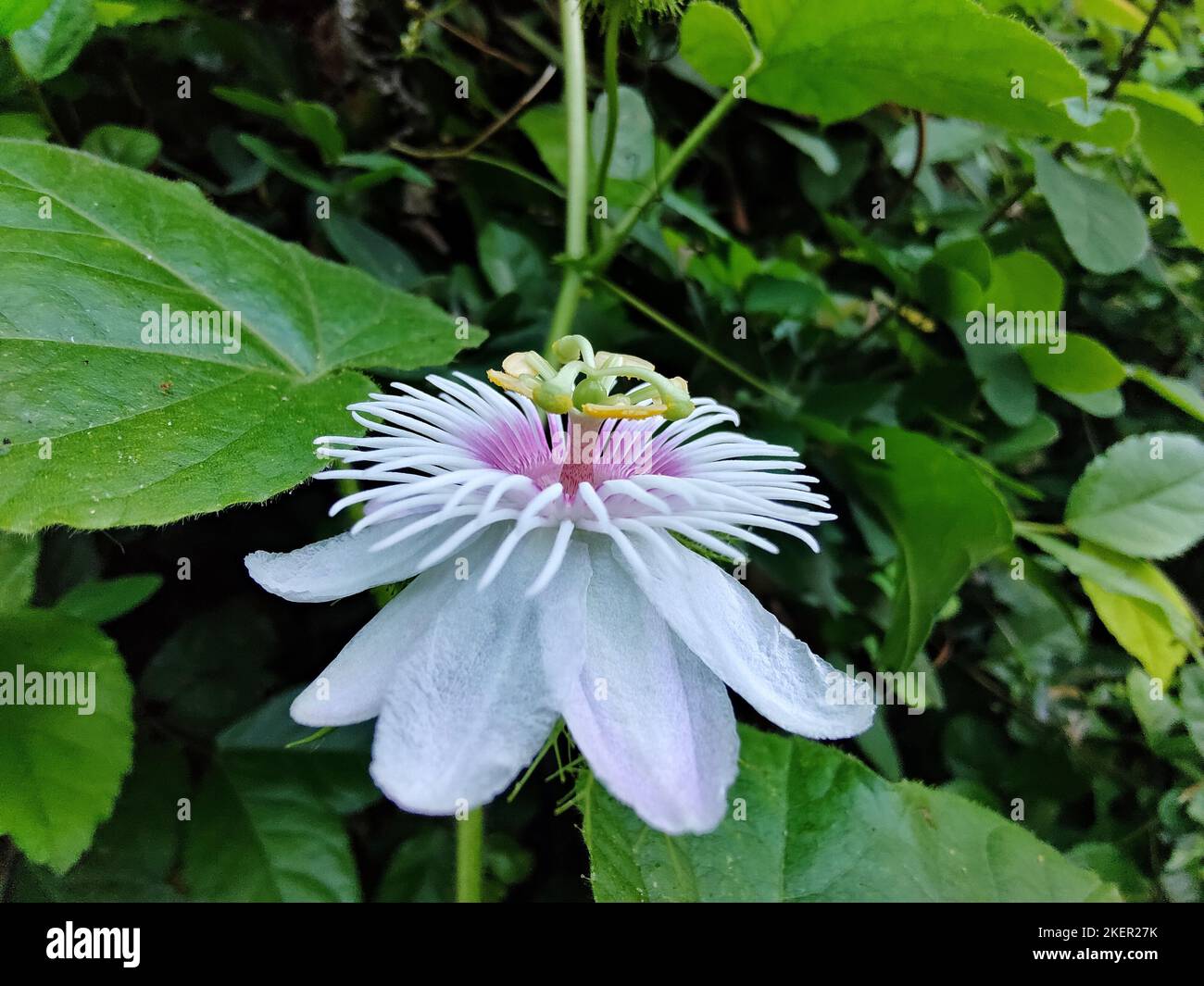 stinking passionflower (Passiflora foetida) blossom Stock Photo - Alamy