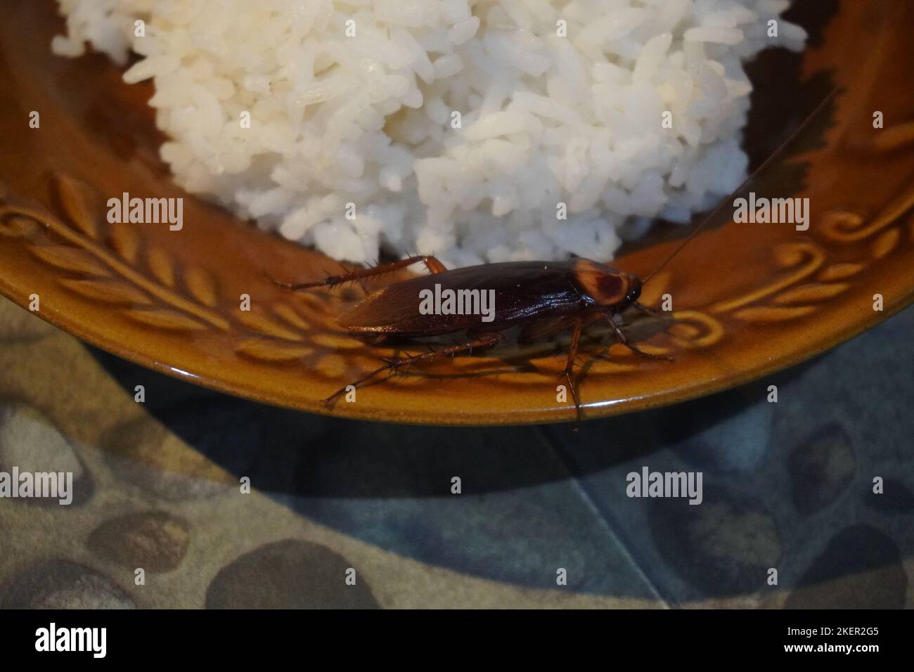 cockroach on a plate of rice. cross-contamination food that makes ...