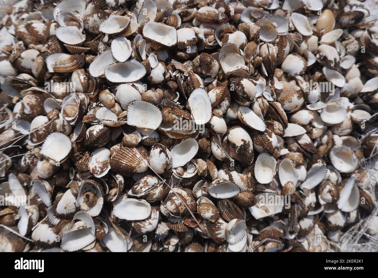 randomly arranged pebbles white stone for planting and home decoration ...