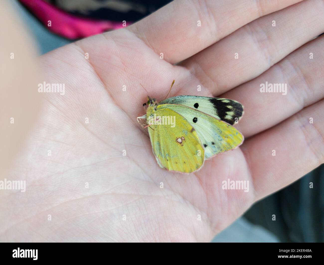Dead butterfly hi-res stock photography and images - Alamy