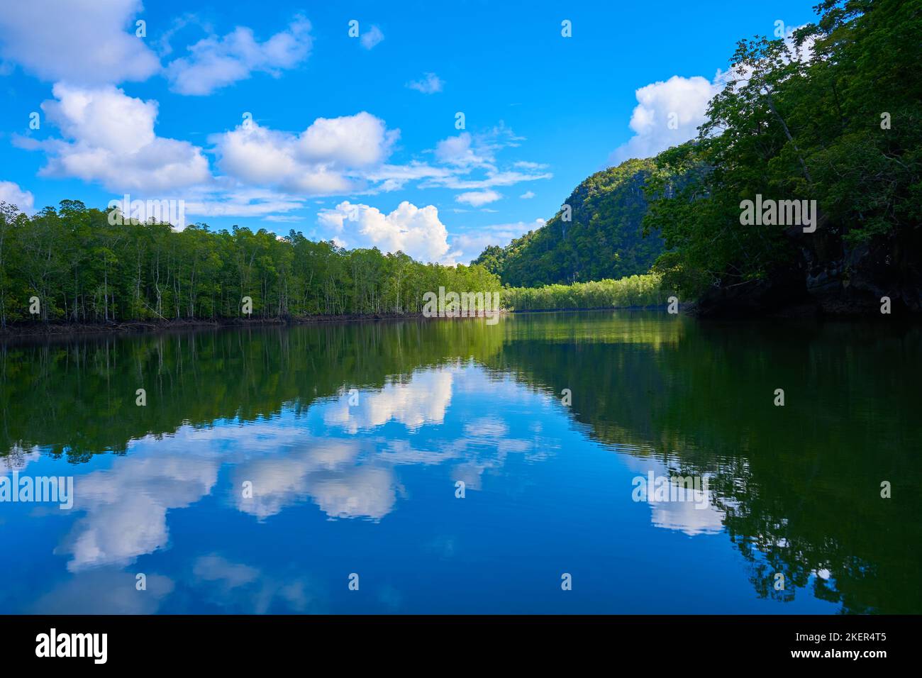 Pure nature landscape river among mangrove forests Stock Photo - Alamy