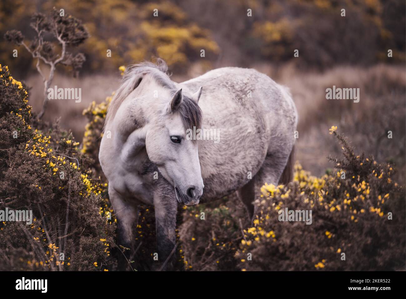 Connemara Pony Portrait Stock Photo - Alamy