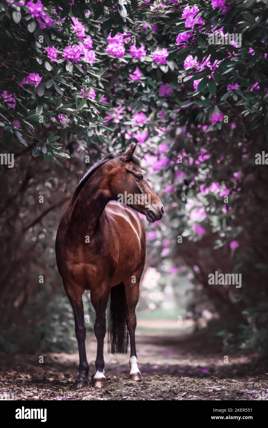 Pony path trail hi-res stock photography and images - Alamy