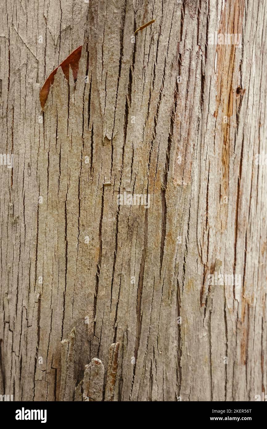 Eucalyptus tree wood texture. Macro view detail Stock Photo - Alamy