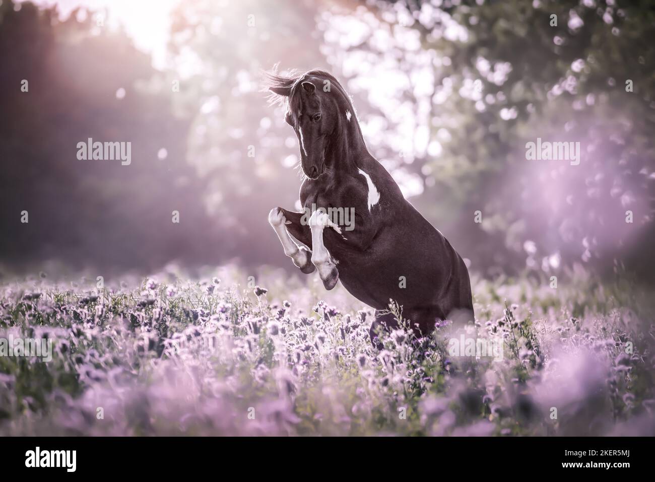 Light colored pony hi-res stock photography and images - Alamy