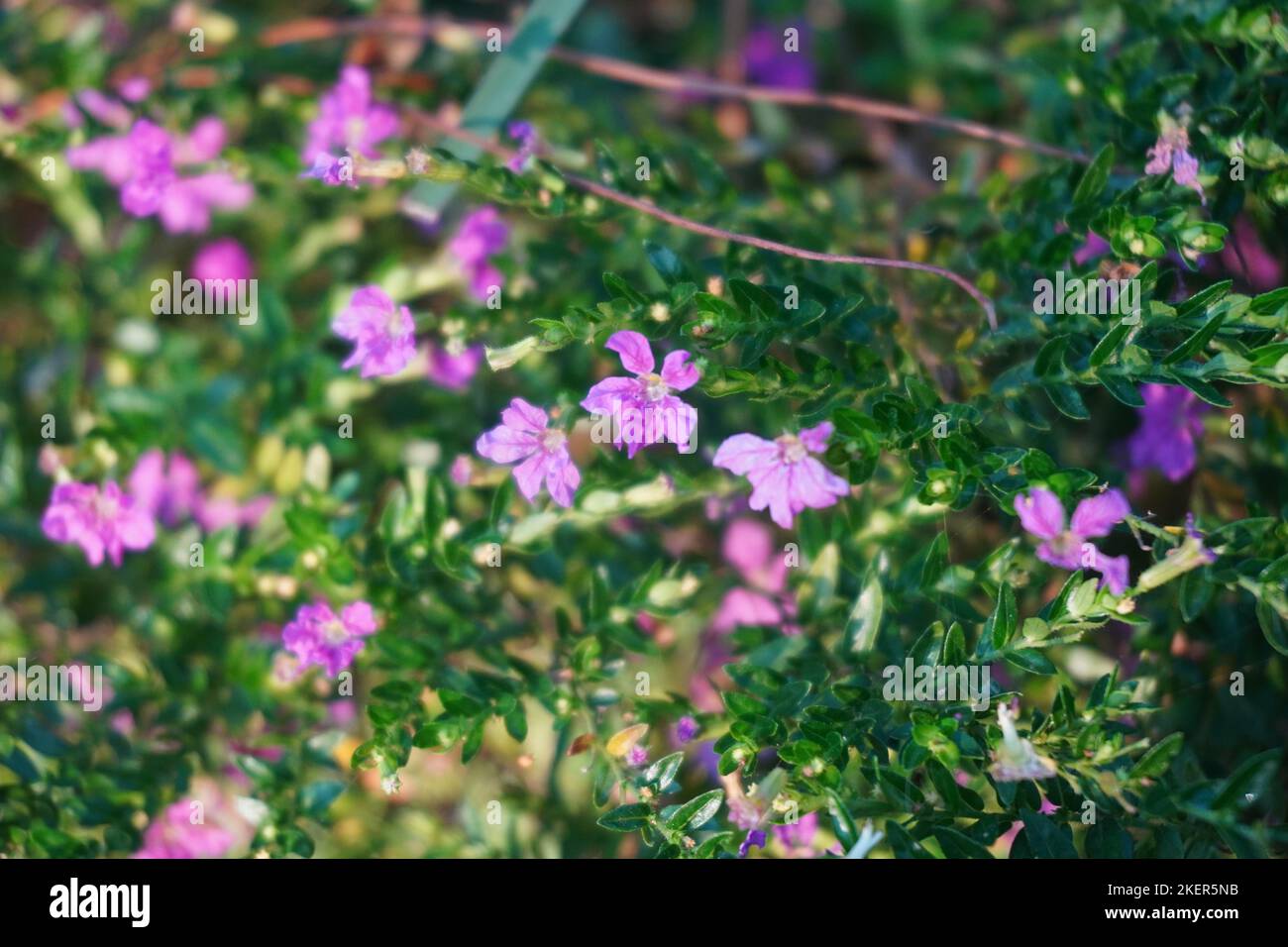 Purple collection hi-res stock photography and images - Alamy