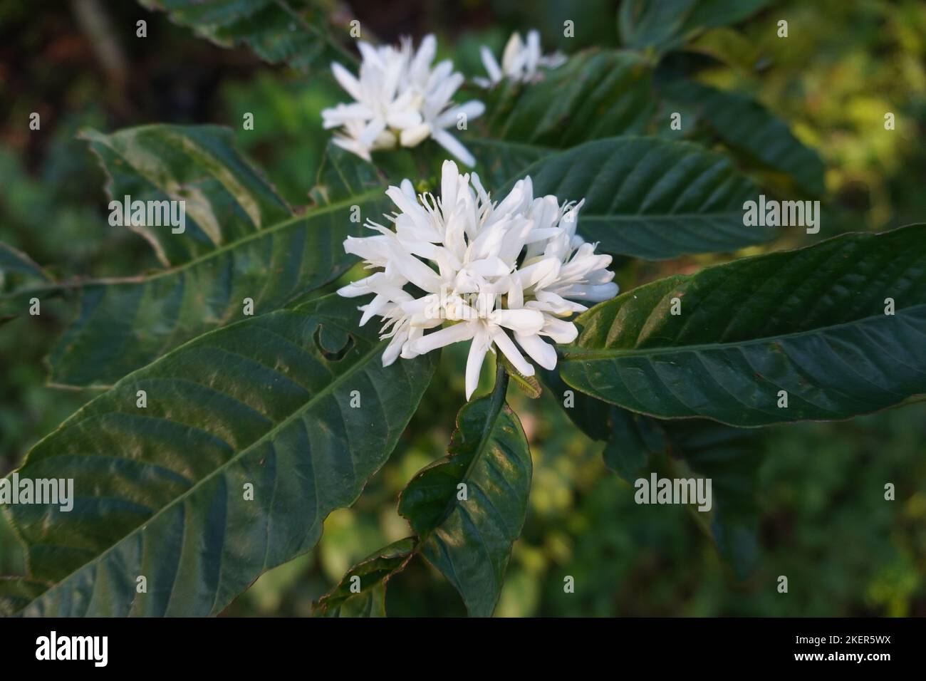 Close up white coffee flower blooms on the tree Stock Photo - Alamy
