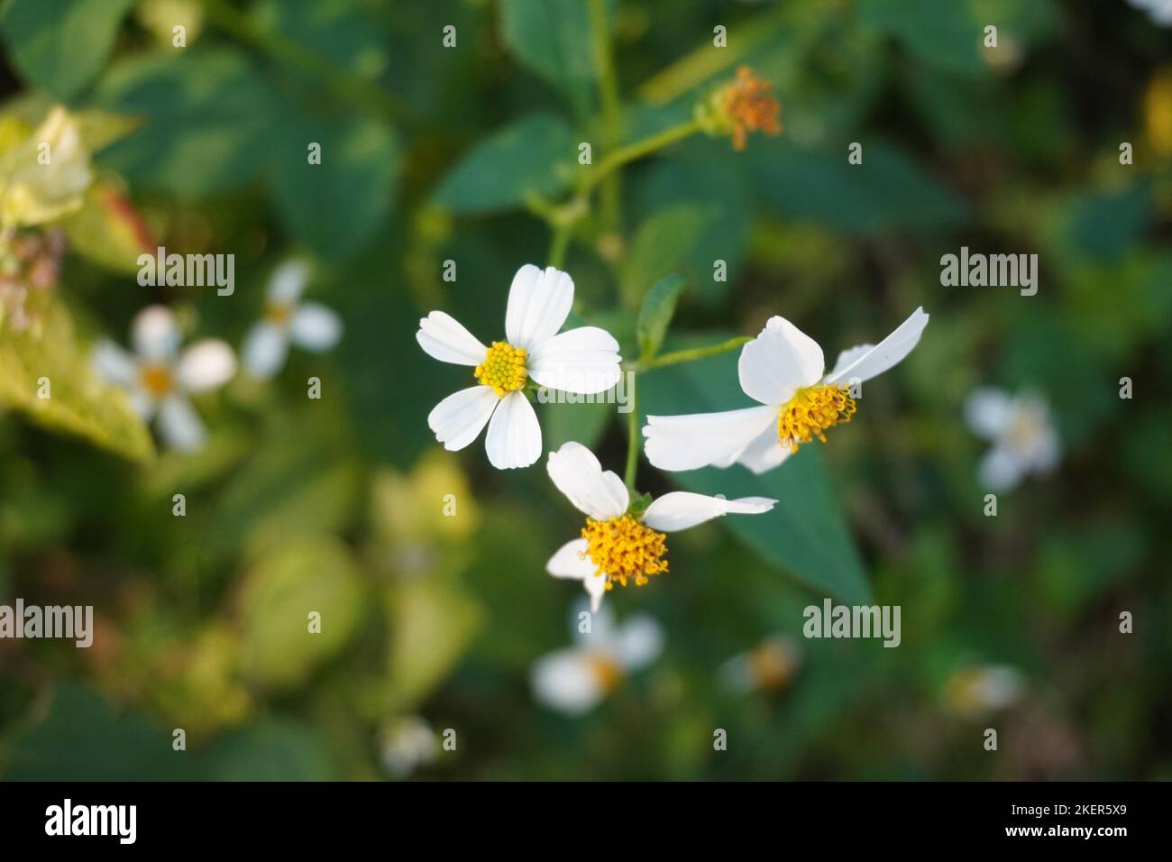 Shasta Daisy flower will bloom in spring and early summer use for room ...