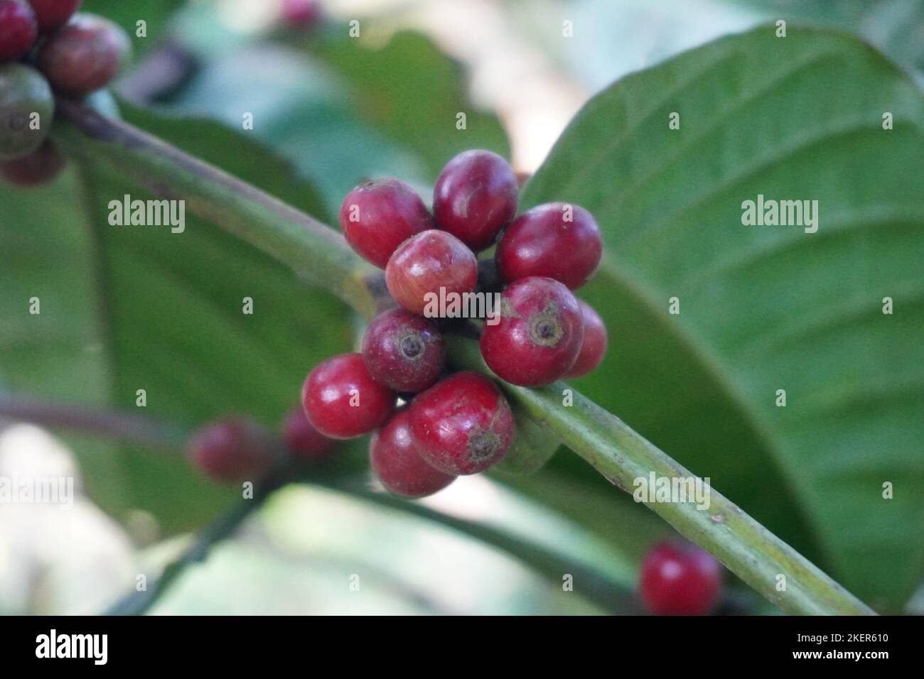Ripe red coffee cherries on the tree ready to be harvested Stock Photo ...