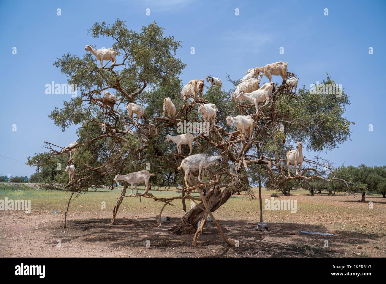 Argan trees and the goats in Morocco Stock Photo - Alamy