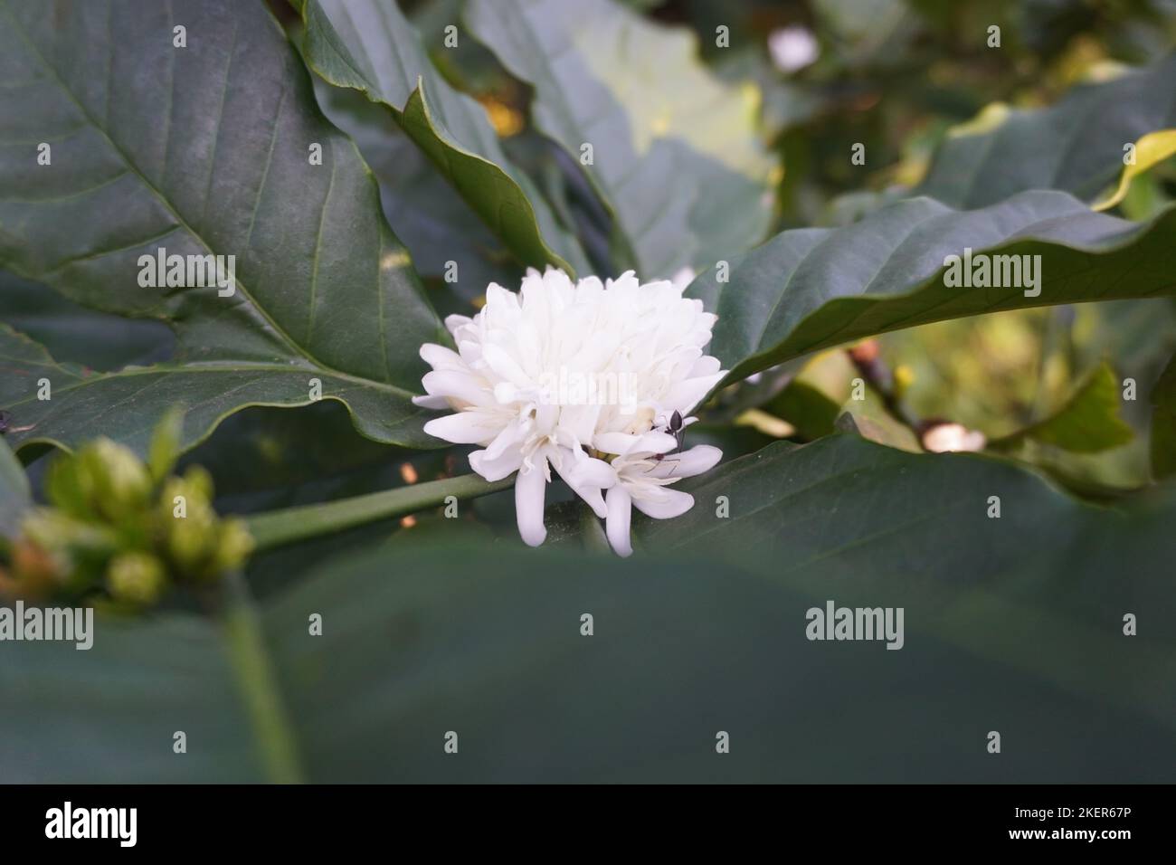 Close up white coffee flower blooms on the tree Stock Photo - Alamy