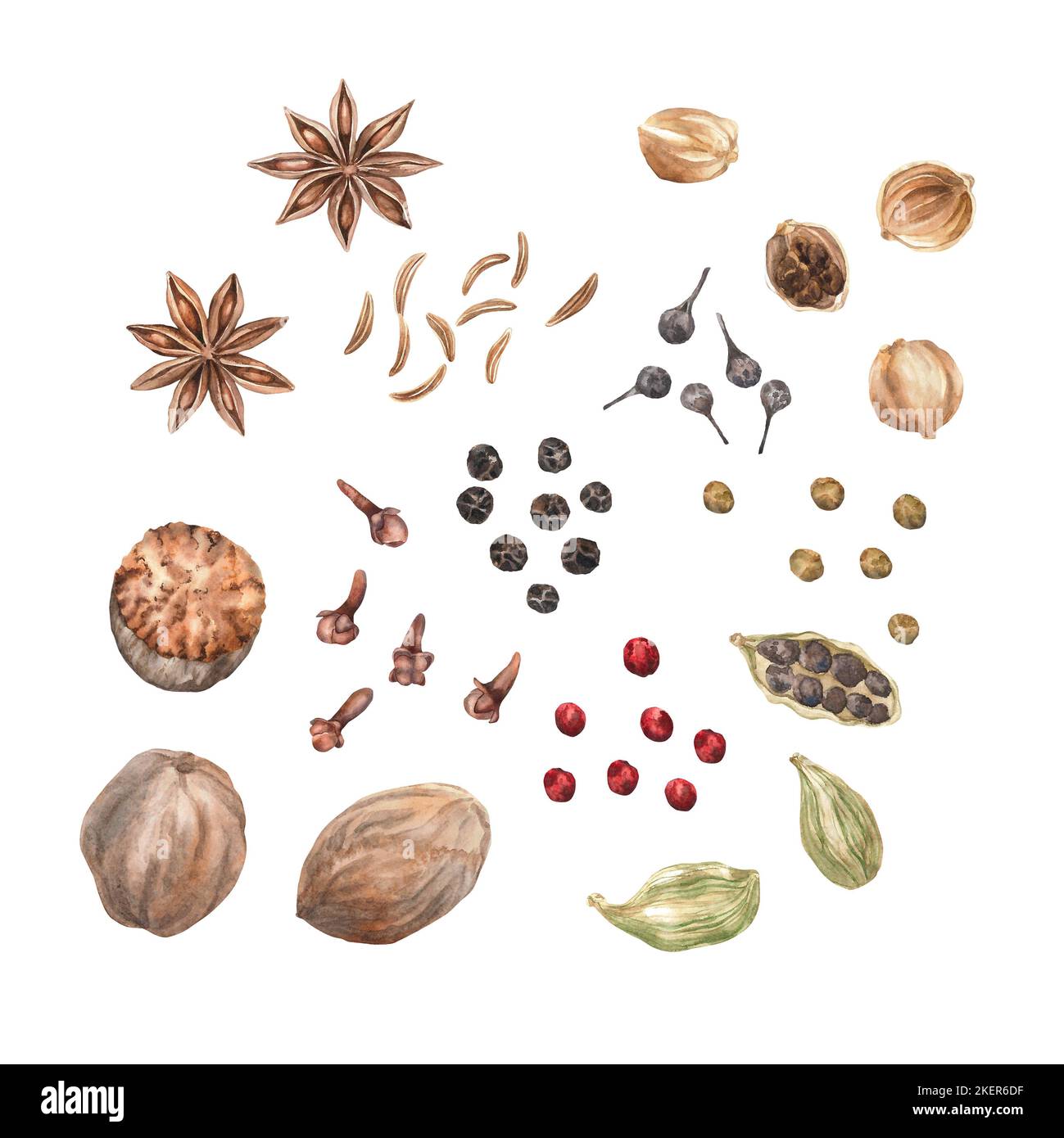 Spices. Watercolor. Set. Illustration for clipart. Designed for menus ...