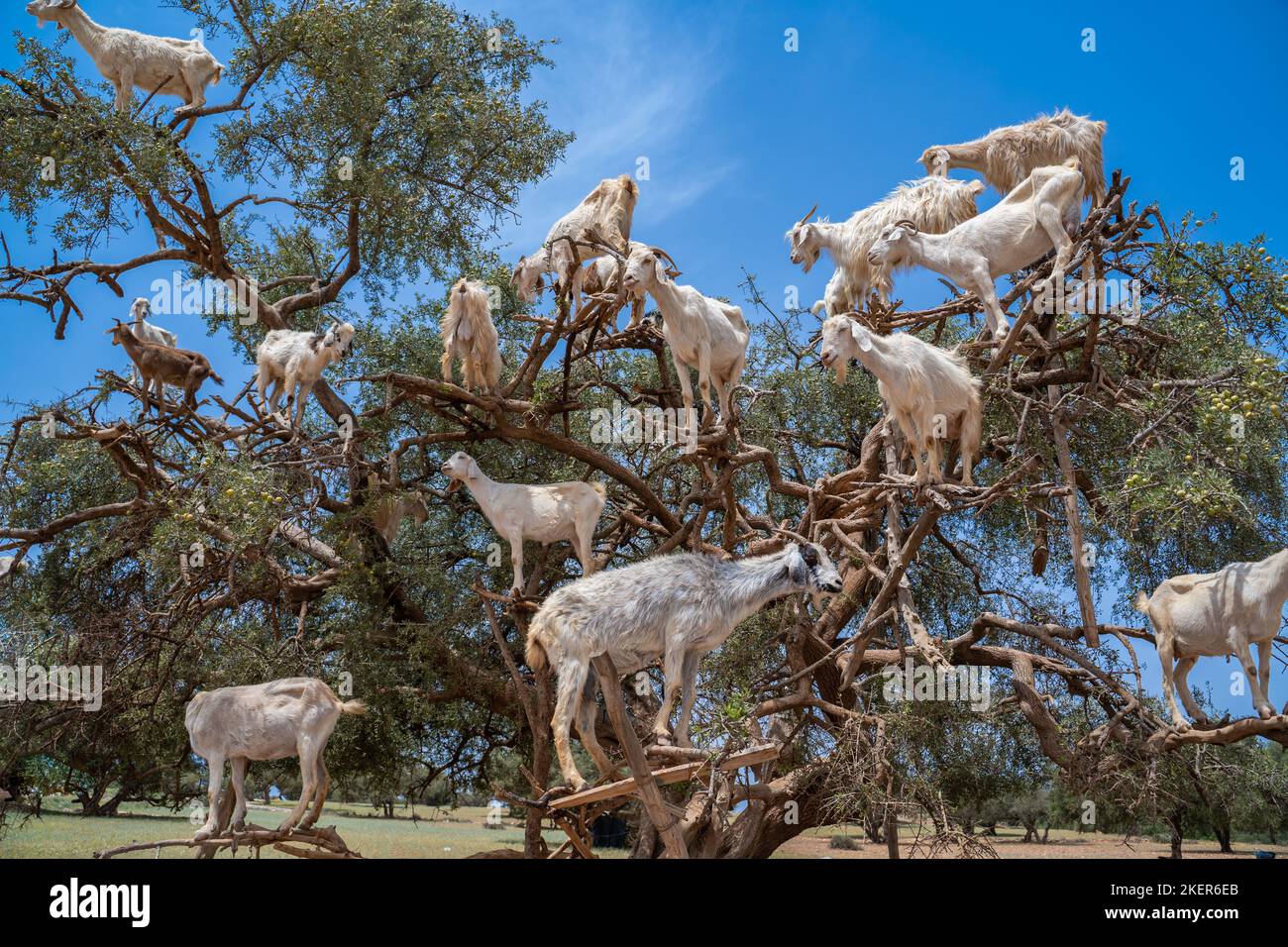 Argan trees and the goats in Morocco Stock Photo - Alamy