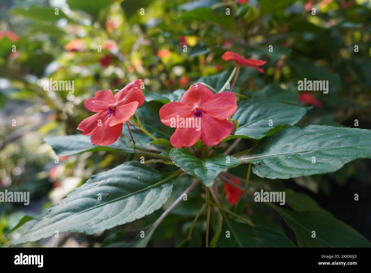 Red Impatiens flowers in the park Stock Photo - Alamy