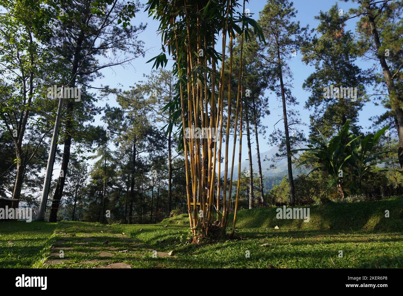 yellow bamboo tree in the garden Stock Photo - Alamy
