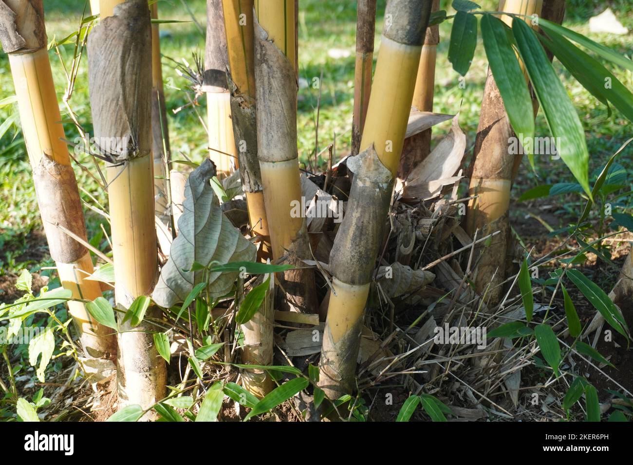 yellow bamboo tree in the garden Stock Photo - Alamy