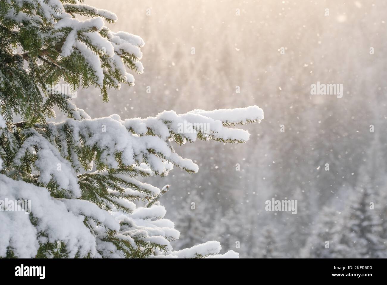 Beautiful winter scenery with snow falling on a spruce tree branch ...